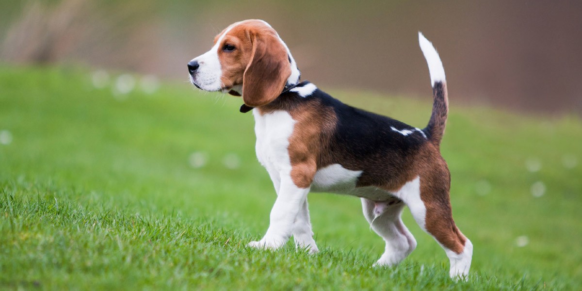 ДАНОК НА КУЧИЊА - Оваа држава полни БУЏЕТ од тоа