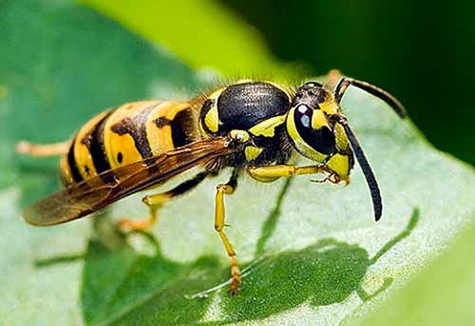 АКО УБИЕШ ОСА КАЗНАТА Е ОД 5 ДО 50.000 ЕВРА! Да, во оваа европска ...