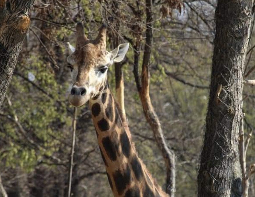 Дали Скопска зоолошка ОСТАНА БЕЗ ПОСЛЕДНАТА ЖИРАФА?